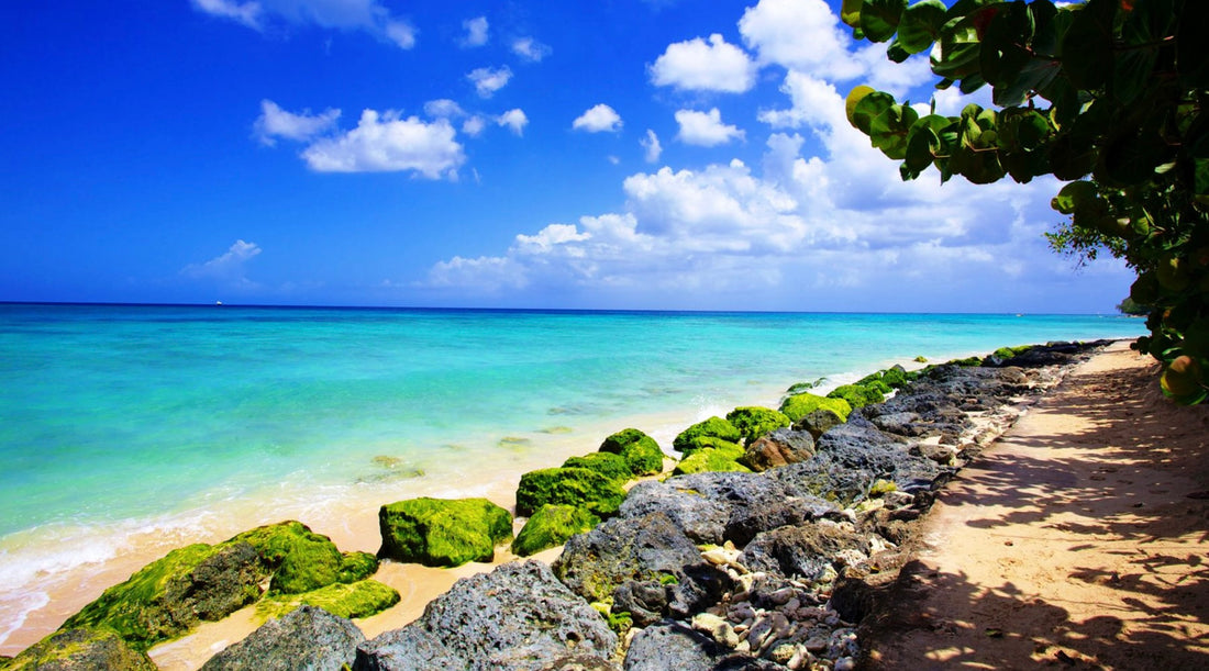 OMI & COOKIE Natural Organic Palm Oil-free, Sea Mineral Skincare – Buy ...